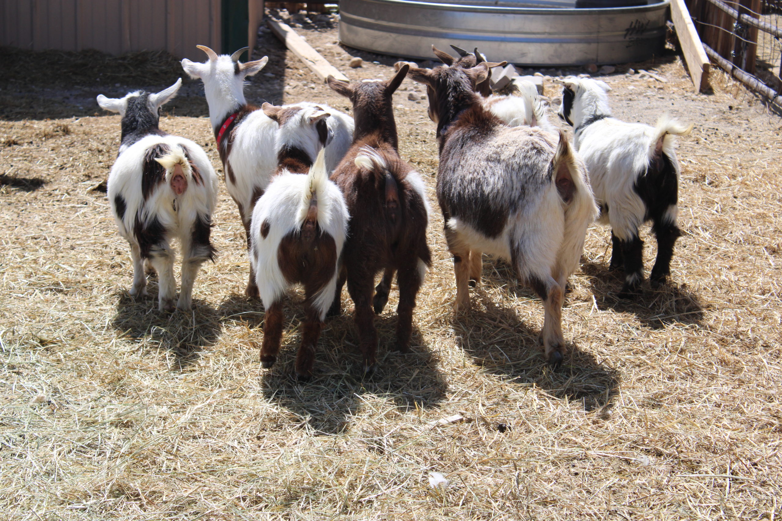 Goats | J&J Second Chance Small Holdings